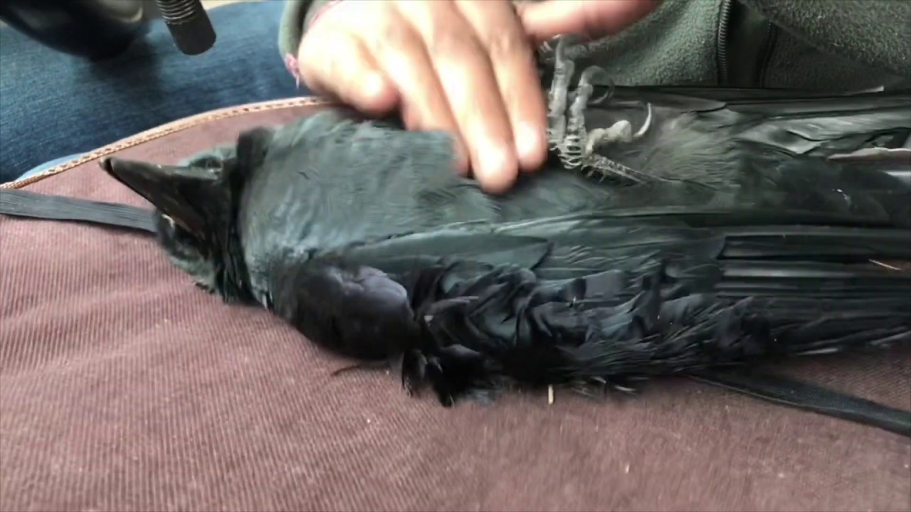 Injured crow rescue 15 February 2019 - YouTube