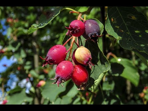 Serviceberries | Homegrown: Edible Perennials Edition - YouTube