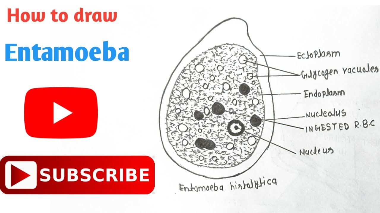 Entamoeba Histolytica Diagram
