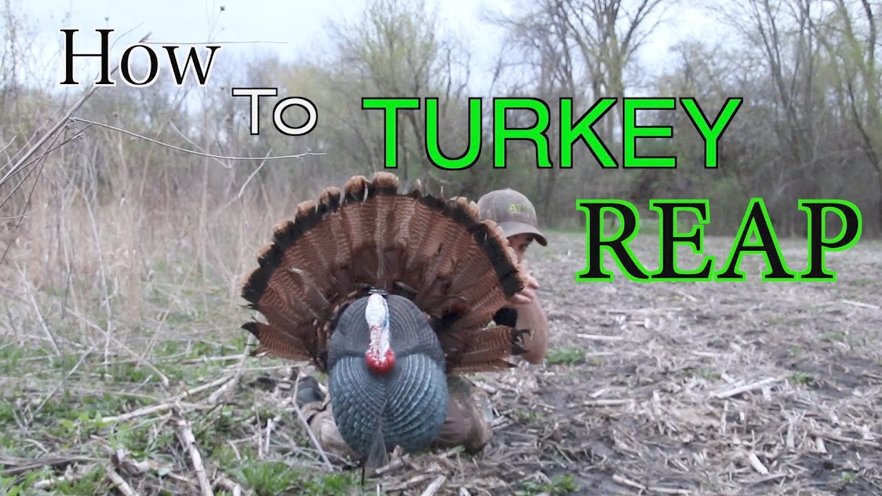 How to Turkey Reap - YouTube
