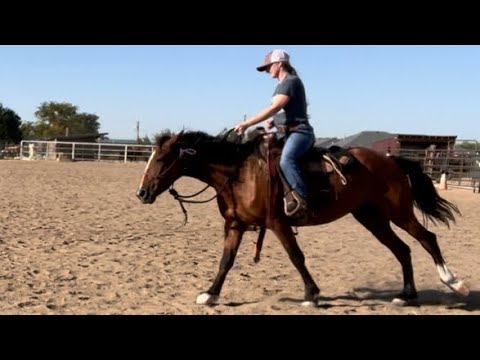 Some Amateur Reining Practice With My Mustang While Riding Bitless ...