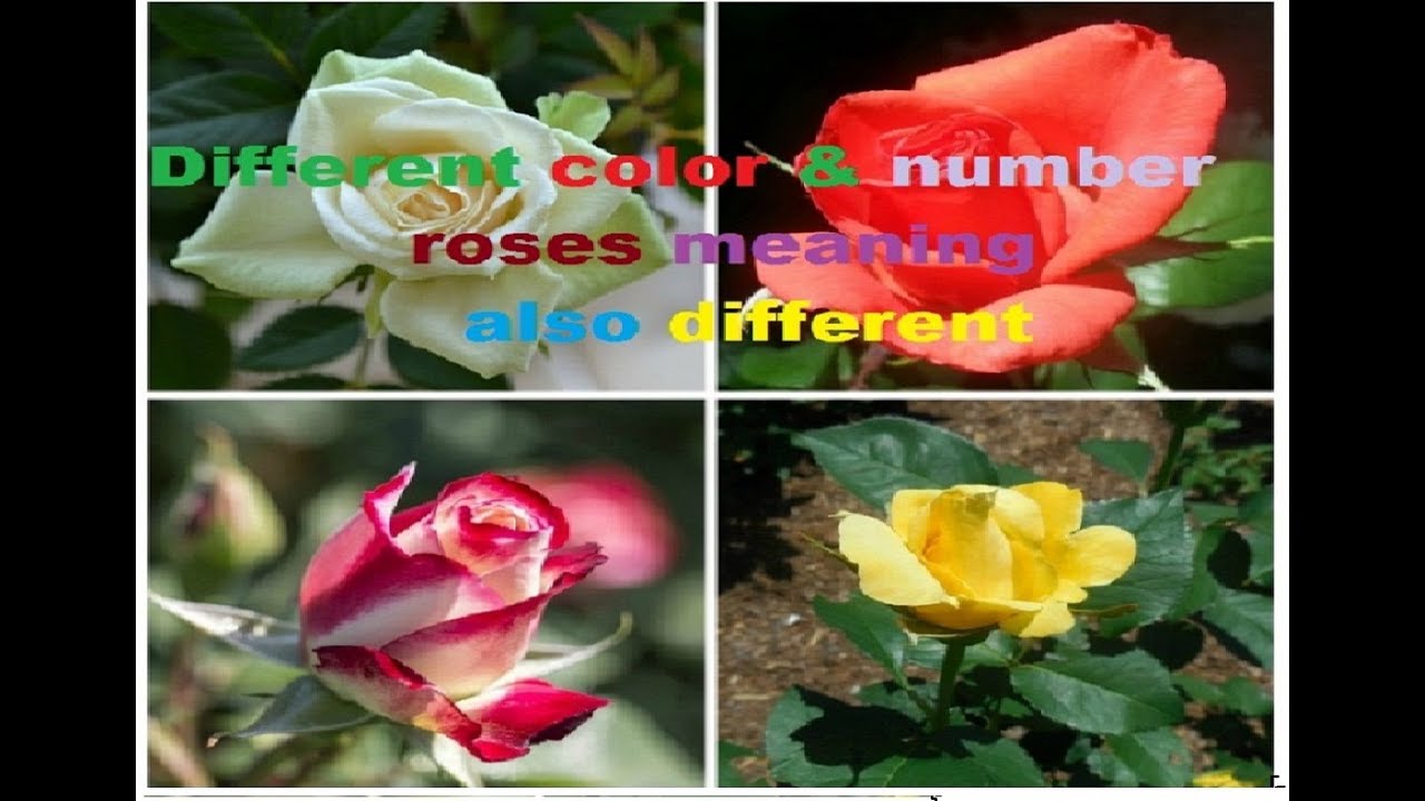 Different color number most beautiful loving roses - YouTube