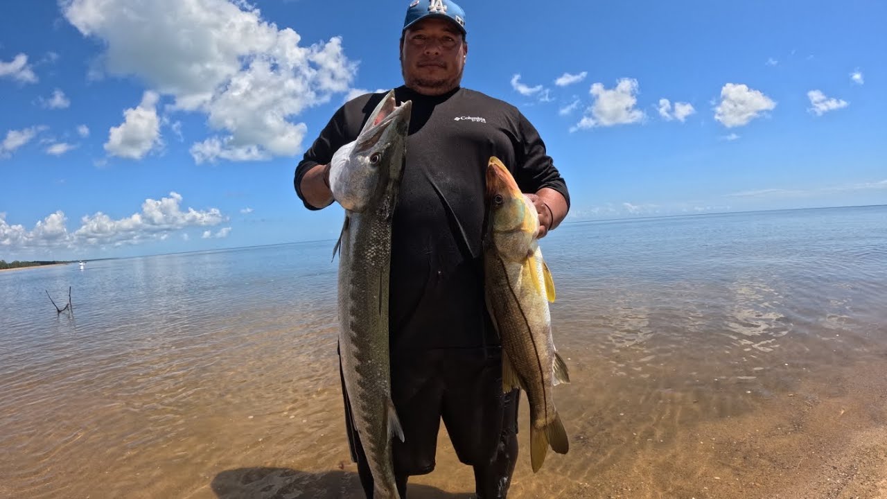 Manatee river adventure, barracuda and snook action.. #barracuda # ...
