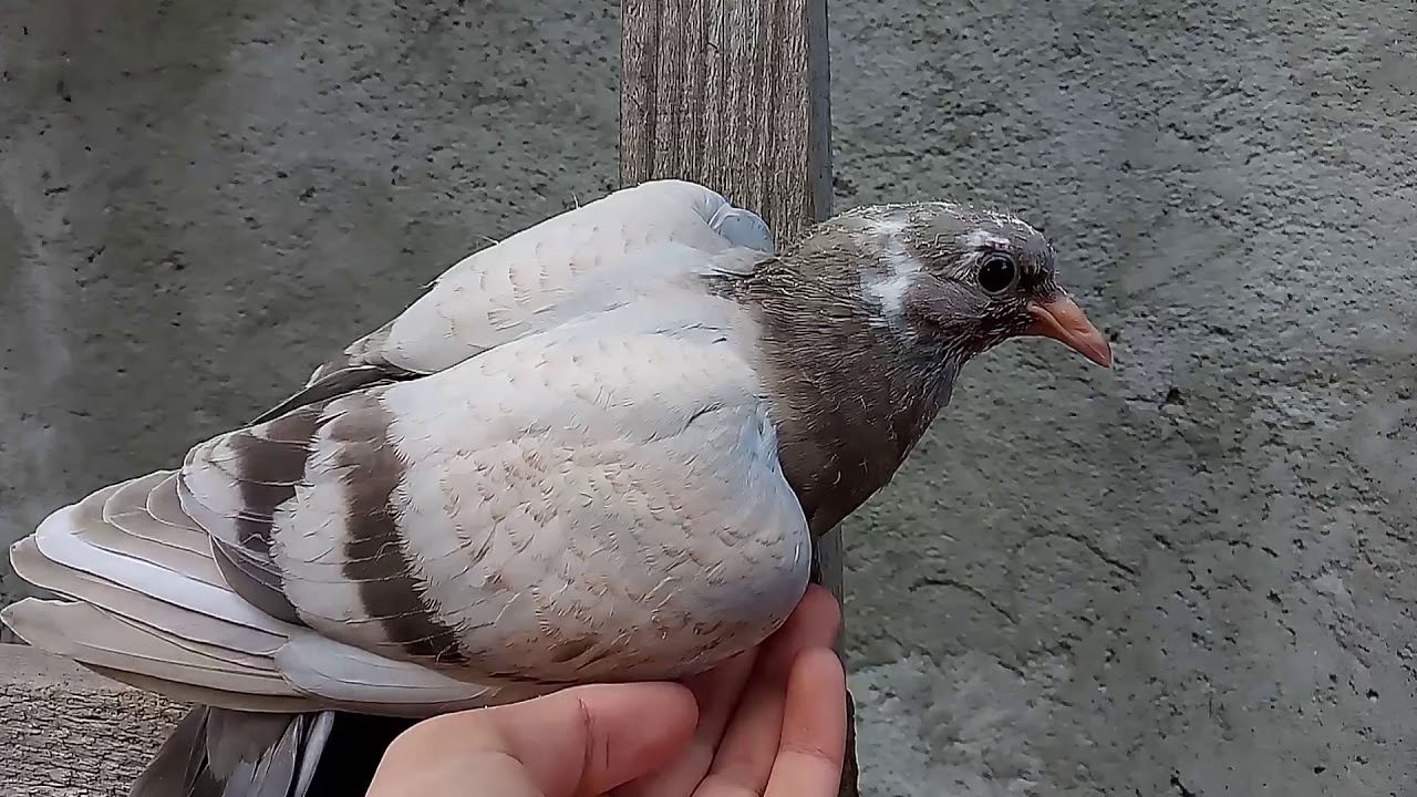 Pigeon (day 28) - YouTube