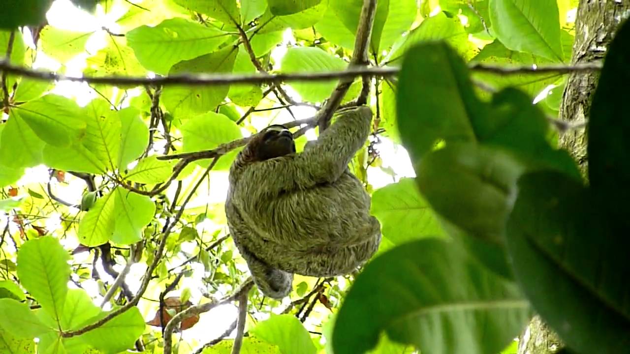 sloth climbing tree.MOV - YouTube