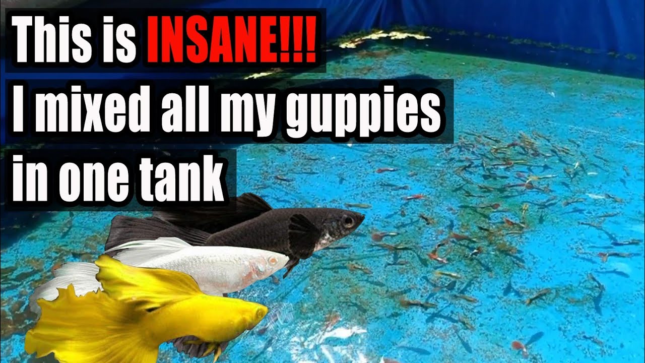 How to mix different types of guppies in one tank - YouTube