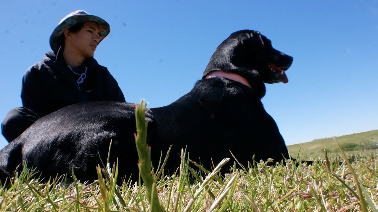 TAKING OUR DOG OUT!!! - YouTube