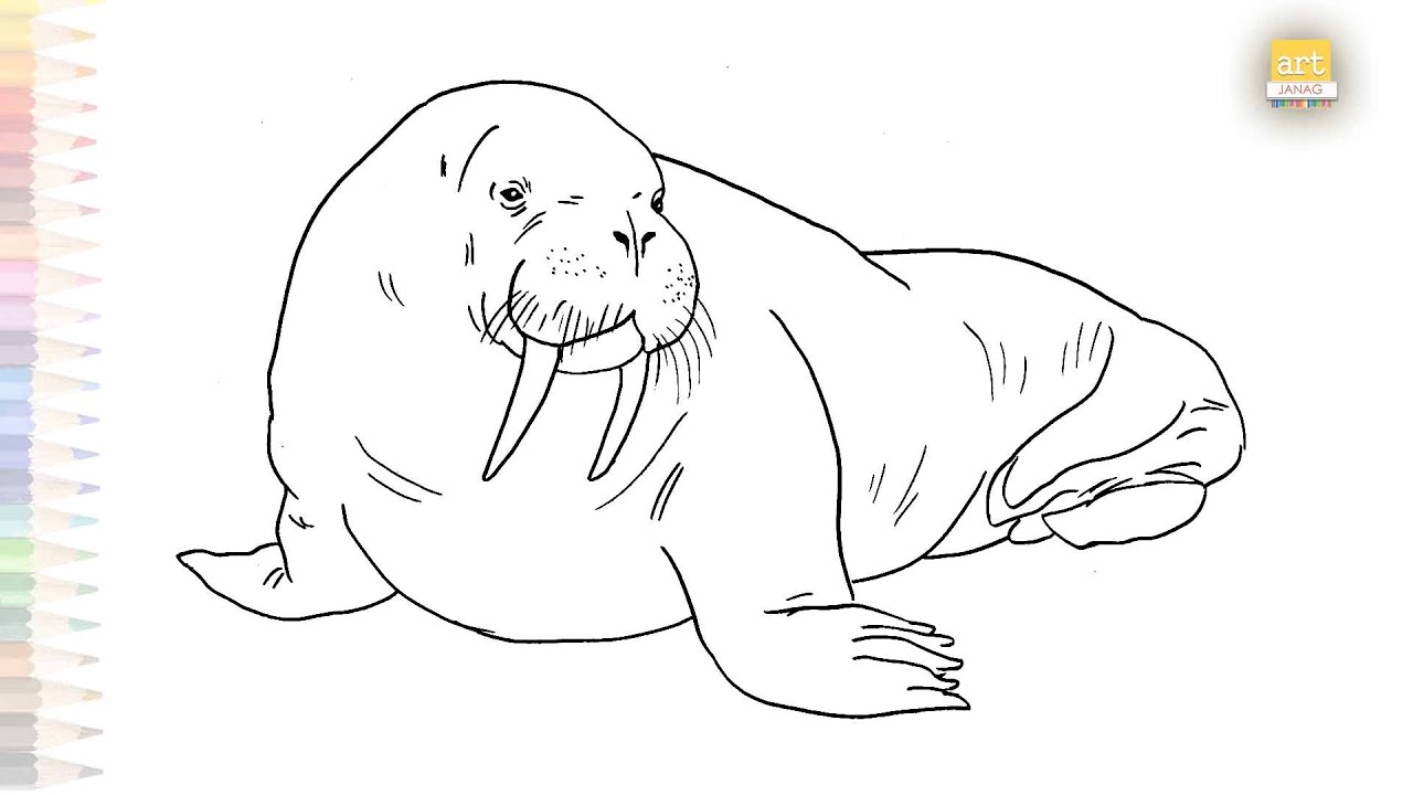 Walrus drawing sketches | Water animal drawings | How to draw A Walrus ...