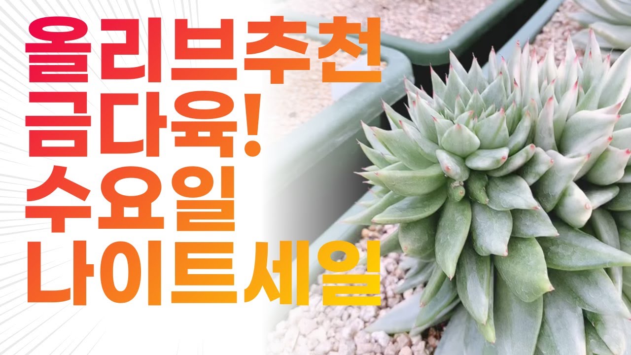 판매완료 올리브가 추천하는 금다육 수요일 나이트 세일 다육이 금다육 다육이키우기 Youtube
