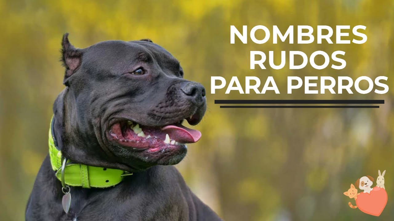 NOMBRES RUDOS para PERROS 💢🦴 ¡Originales e unicos, para HEMBRAS y ...