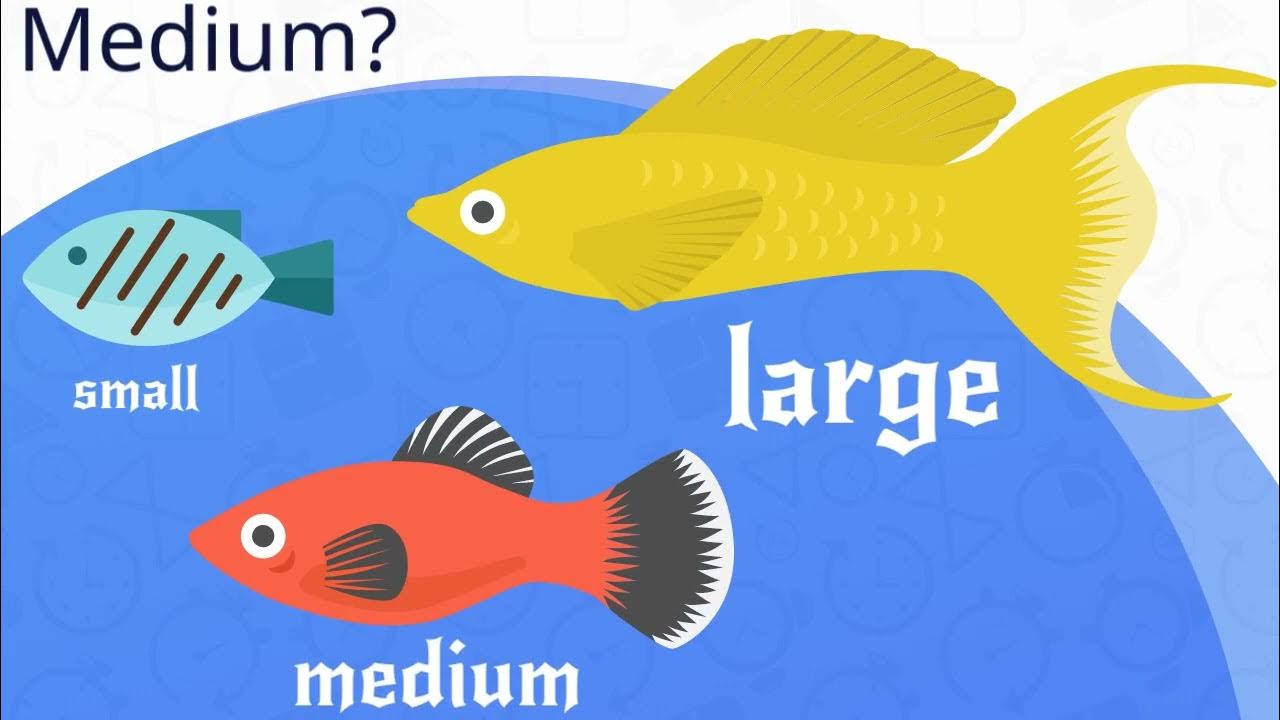 Learn and Compare Sizes | Small, Medium and large | Faye and Jay Show ...