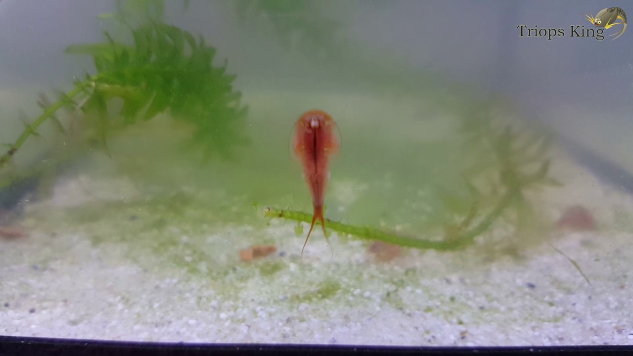 Urzeitkrebse Red Longicaudatus Triops schwimmen im Aquarium - YouTube