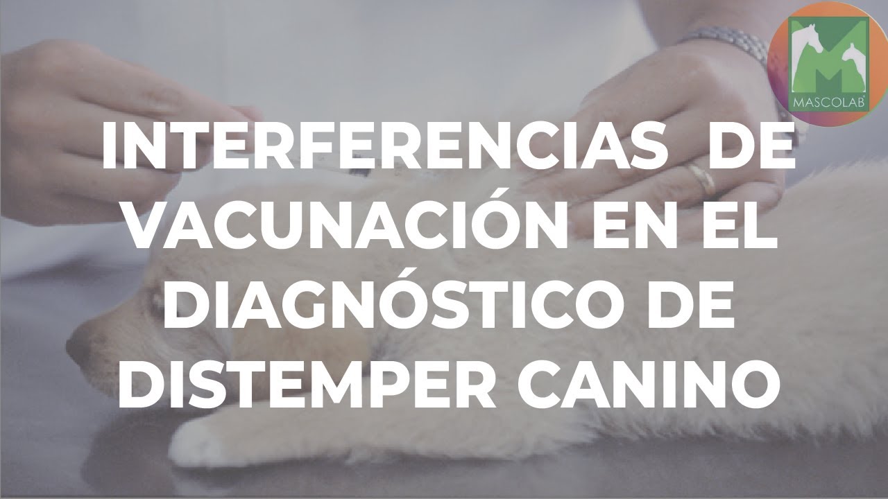 Interferencias de Vacunación en el Diagnóstico de Distemper canino / GUÍA DE DX DE LAB VET - YouTube