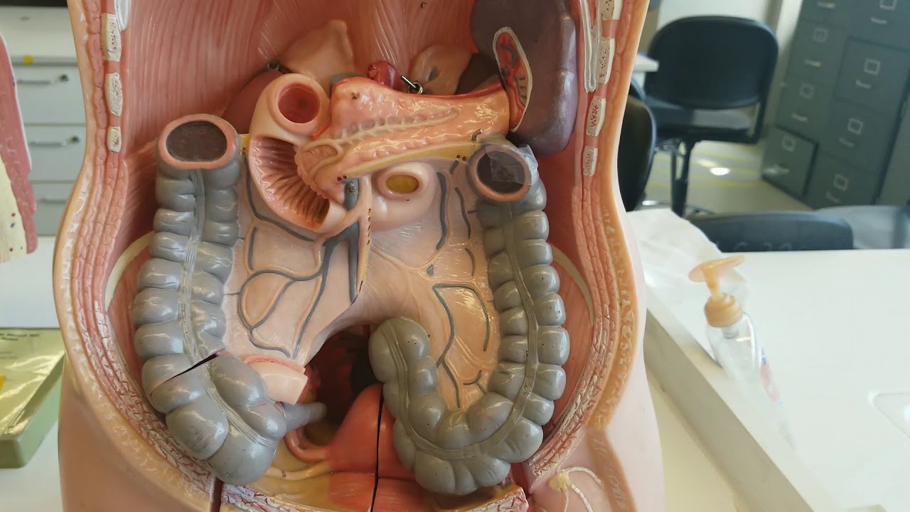 SAD PUCKER - Retroperitoneal organs - YouTube