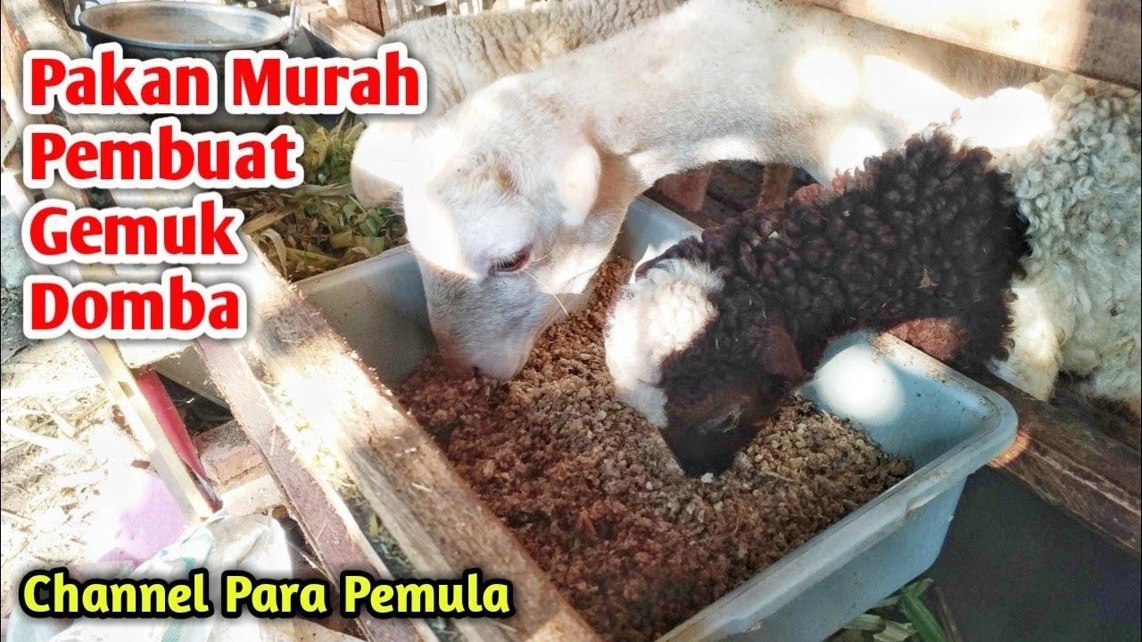 Pakan Fermentasi Domba Biar Gemuk Untuk Pemula Anti Ribet - YouTube