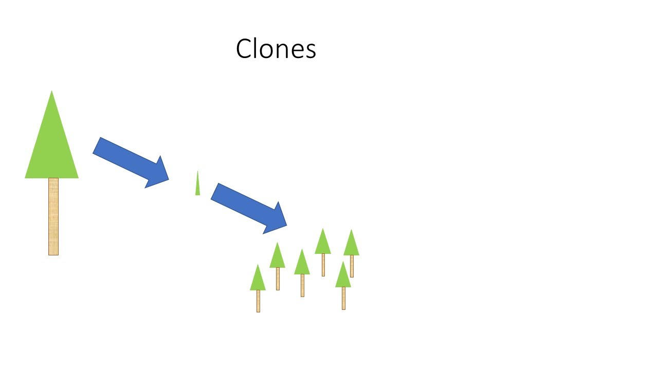 Tree Reproductive Biology D - vegetative or asexual reproduction - YouTube