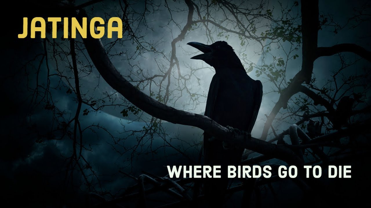 Jatinga - The mysterious bird "Suicides" - YouTube