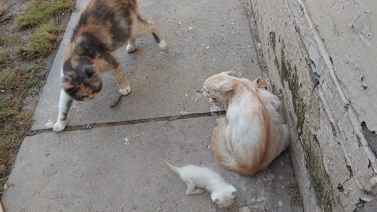 Protective Cat Attacking Stranger Cat To Protect Her Adopted Kittens ...