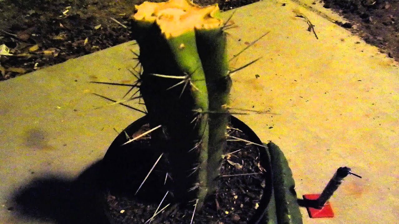 PERUVIAN TORCH SAN PEDRO CACTUS SOUTH AMERICA MESCALINE 4TH OF JULY ...