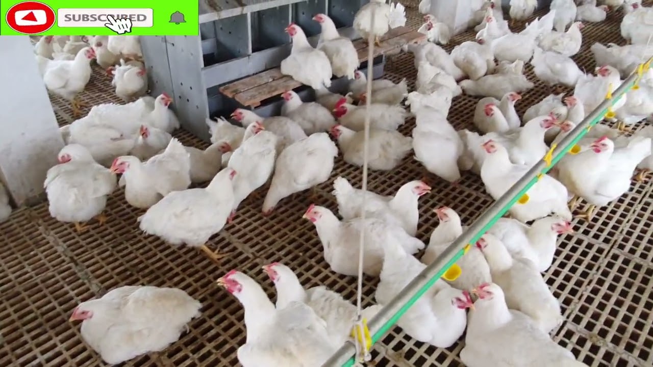 An Excellent Chicken Breeding Poultry Farm In Bangladesh YouTube an-excellent-chicken-breeding-poultry-farm-in-bangladesh-youtube