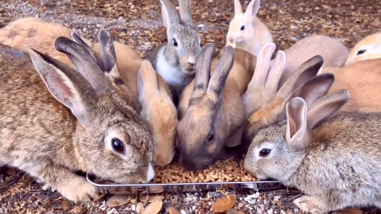 [Amazing] Rabbits eating crunchy pellets - YouTube
