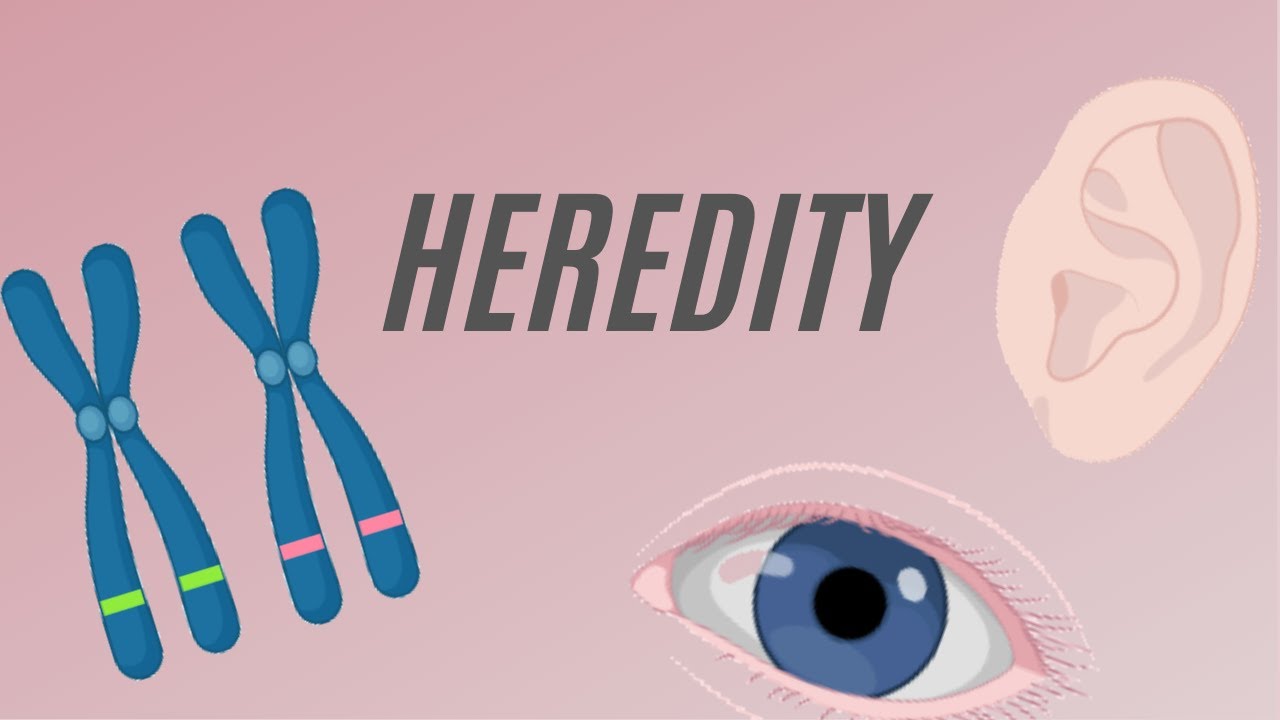 HEREDITY | O Level | Pure Biology - YouTube