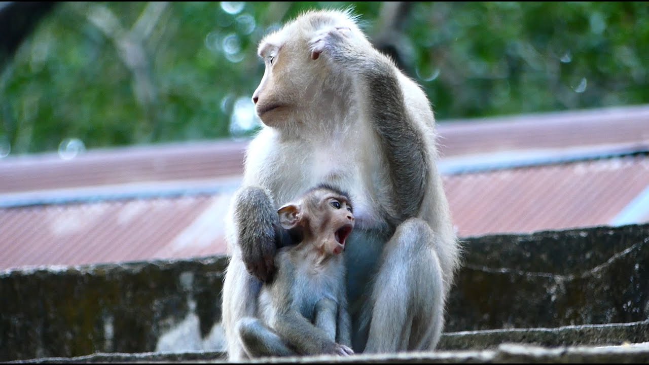 Monkey Rose Stop Nurse Little Monkey Brady? Rose Accept Only Comfort ...