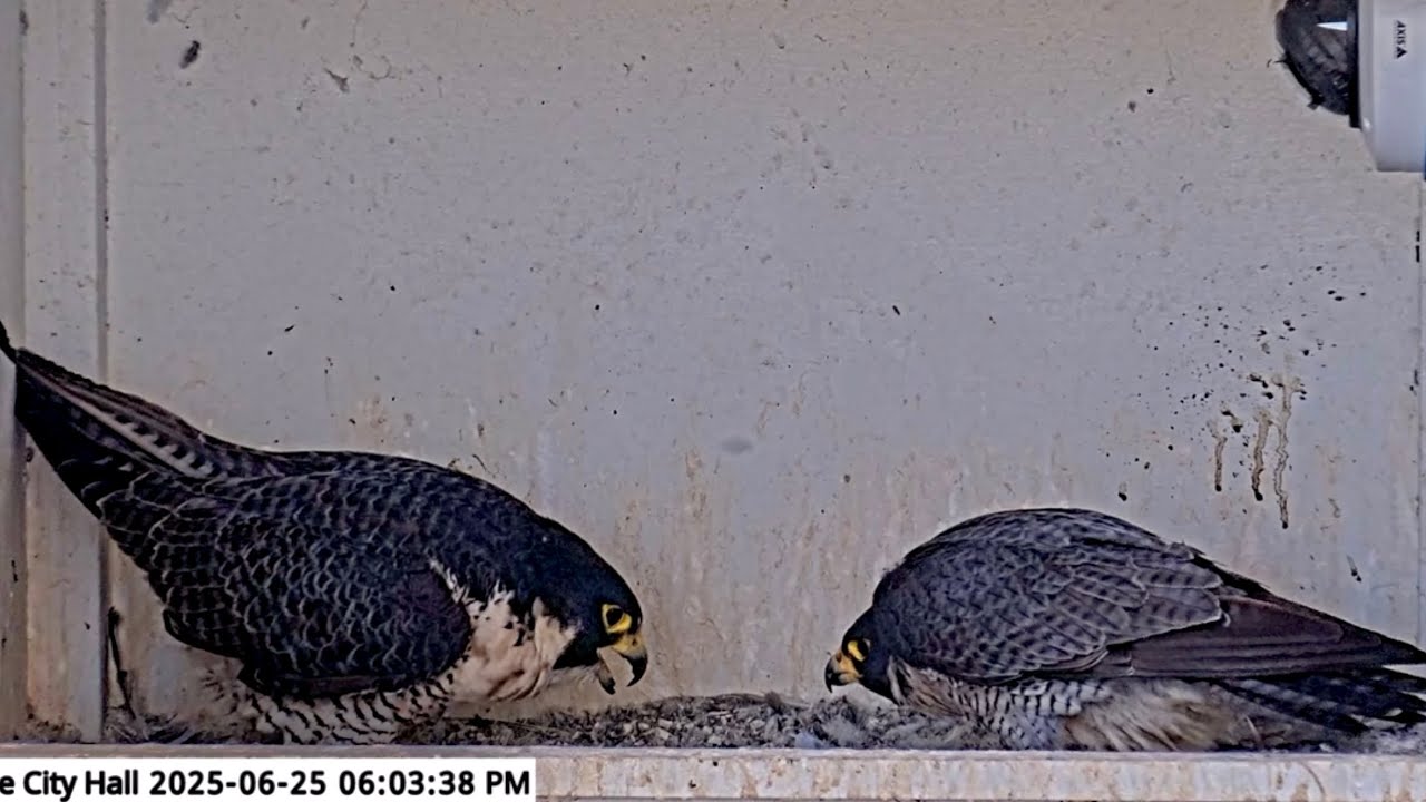 San Jose CH Falcons🪽Hartley & Monty Break Bonding Record 💞 Chico’s Dive ...