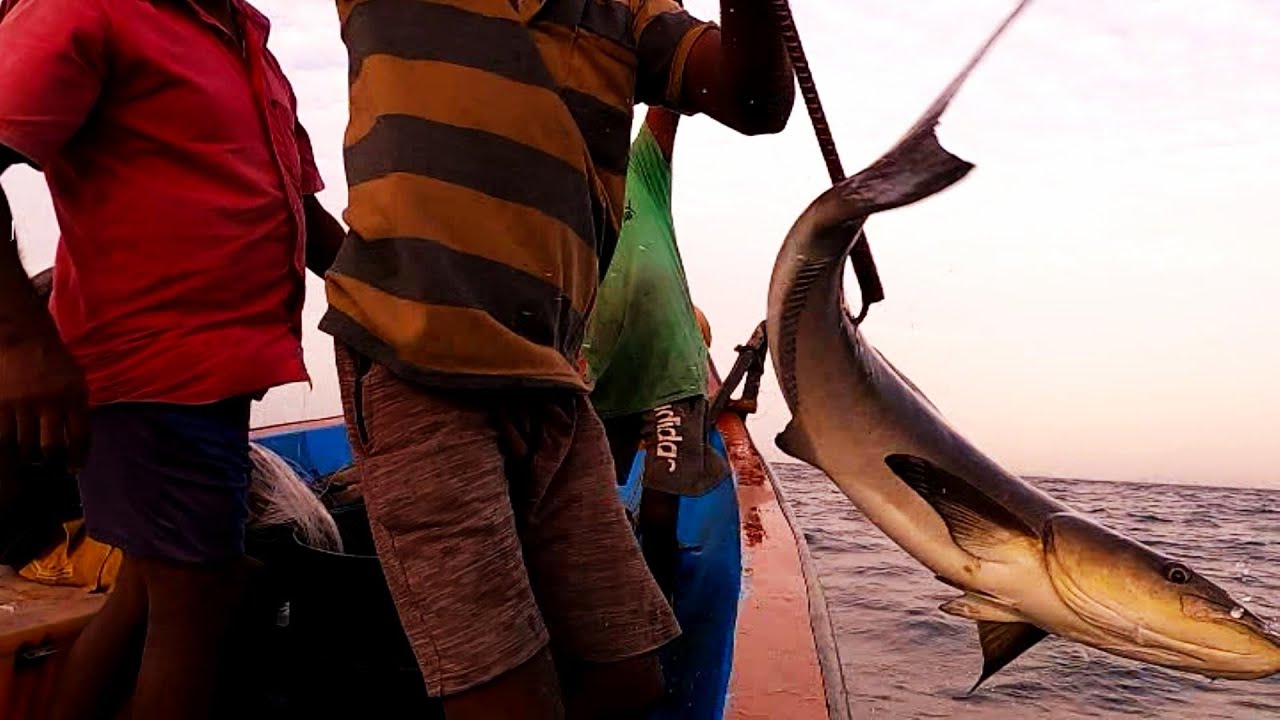 LINE FISHING - VARIETIES OF FISHES CAUGHT IN THE VIDEO - YouTube