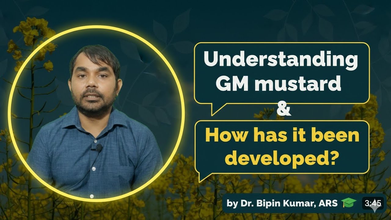 Understanding GM mustard and how has it been developed? - YouTube