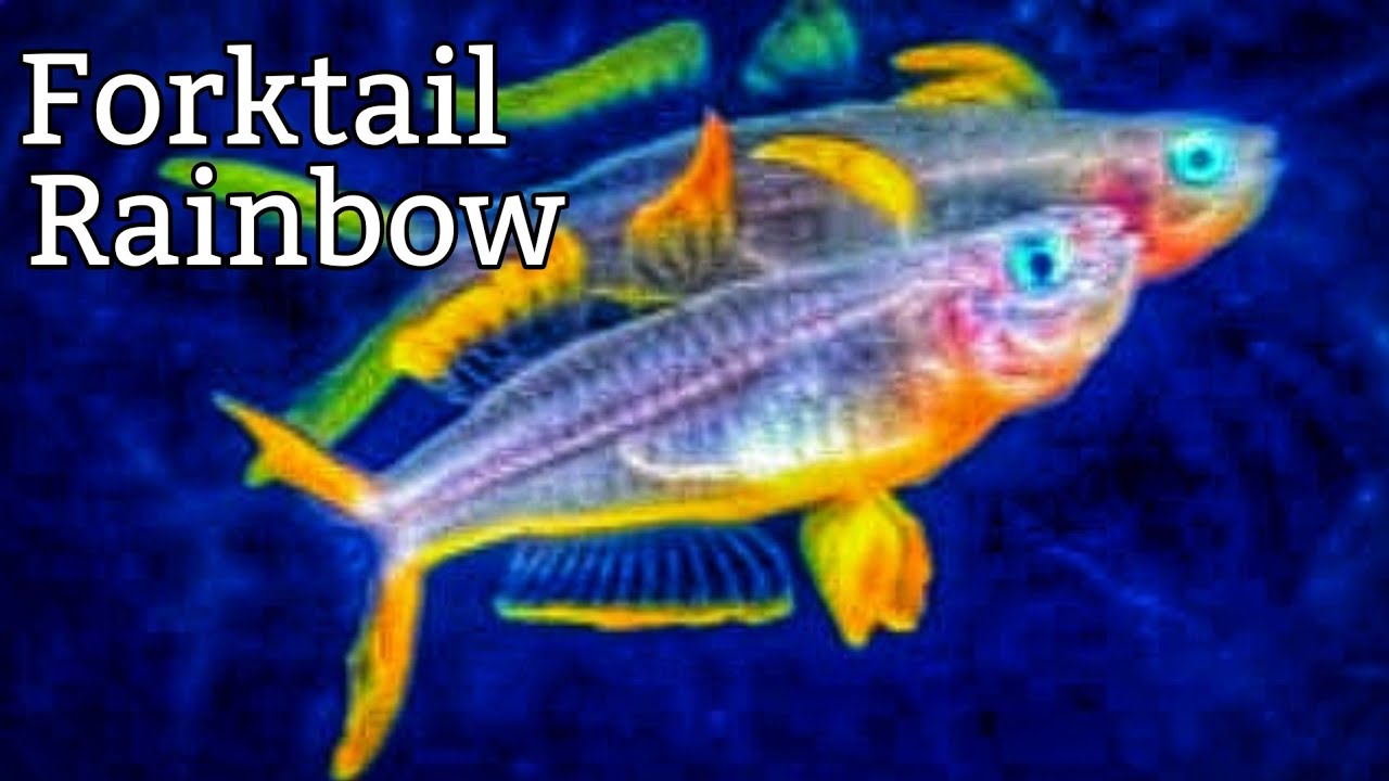 Forktail Rainbow Fish! - YouTube