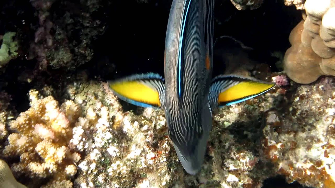 Bodlok rudomořský [Acanthurus sohal] (Sohal Surgeonfish) - YouTube