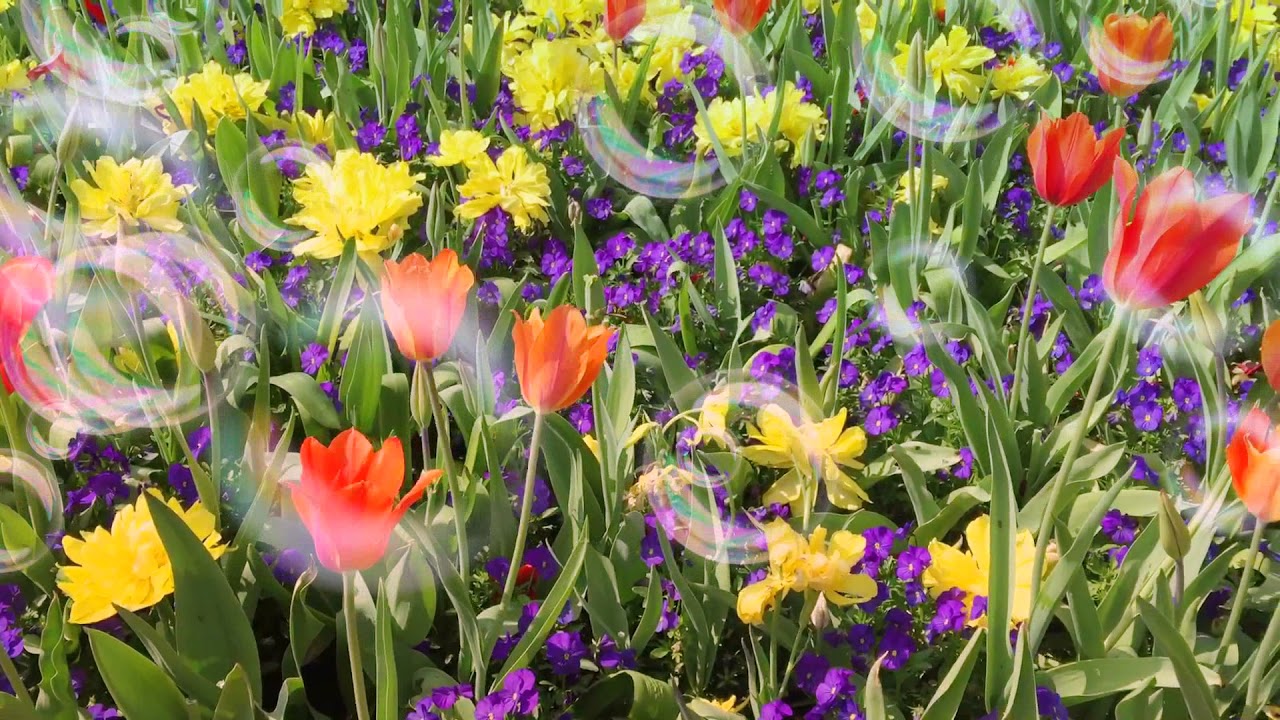 Song of Tulips-healing, relaxation - YouTube