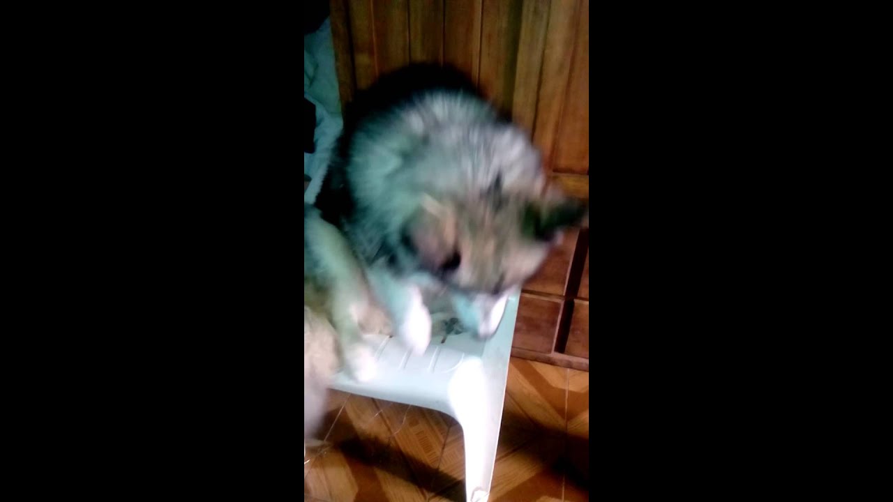 Perro fumando - YouTube