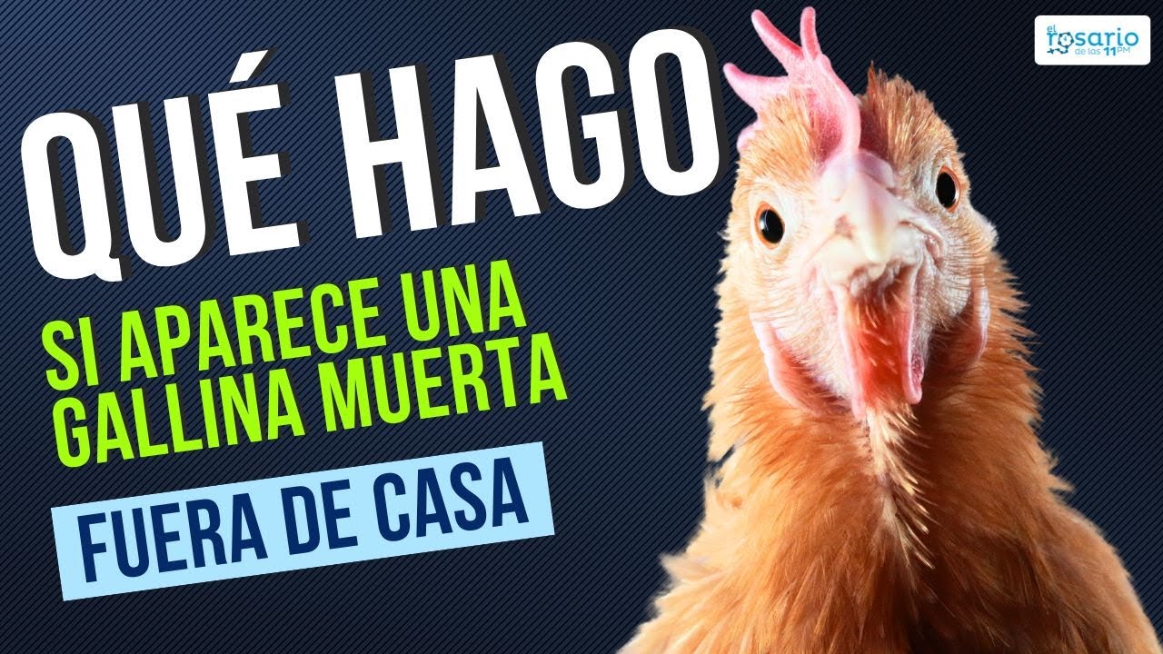 ¿Qué debo hacer si aparece una gallina muerta afuera de mi casa? - YouTube