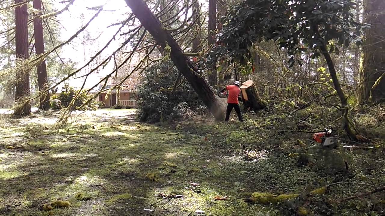 Roscoe brothers tree service - YouTube