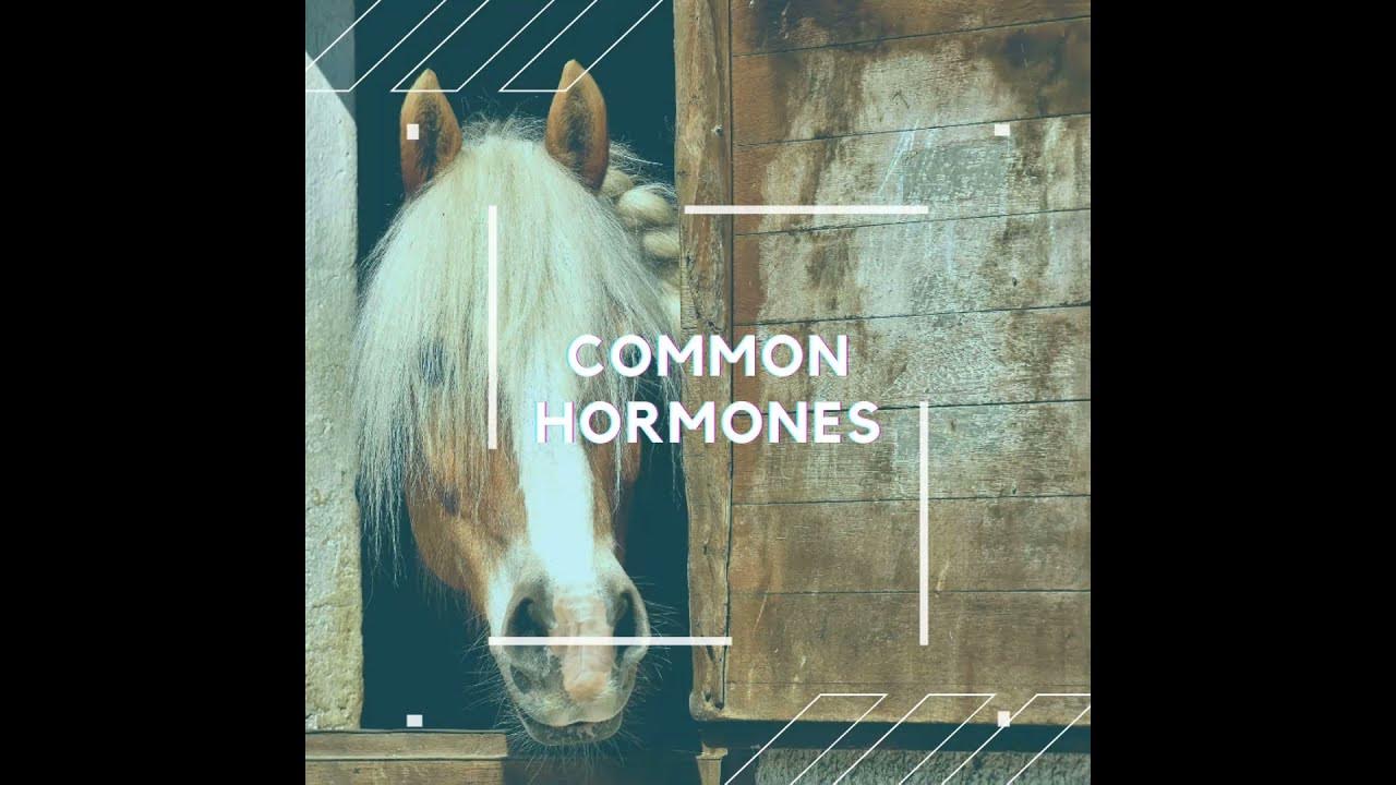 Mare Series: 3 Common Hormones - YouTube