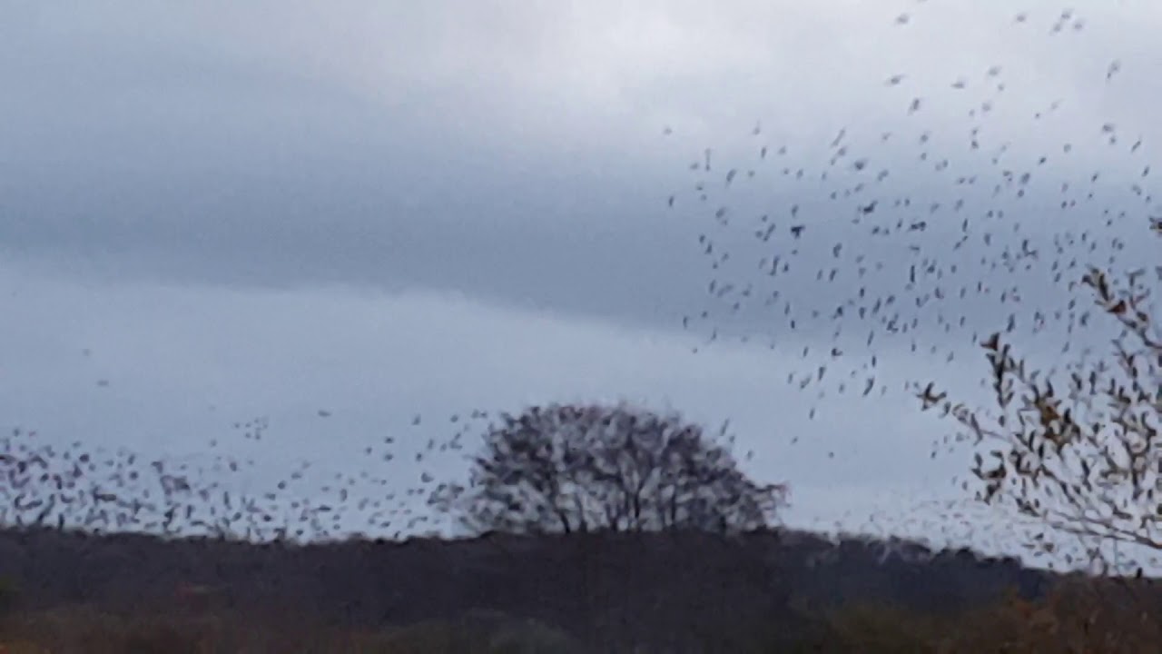 Starling murmuration at RSPB Ham Wall(3) - YouTube