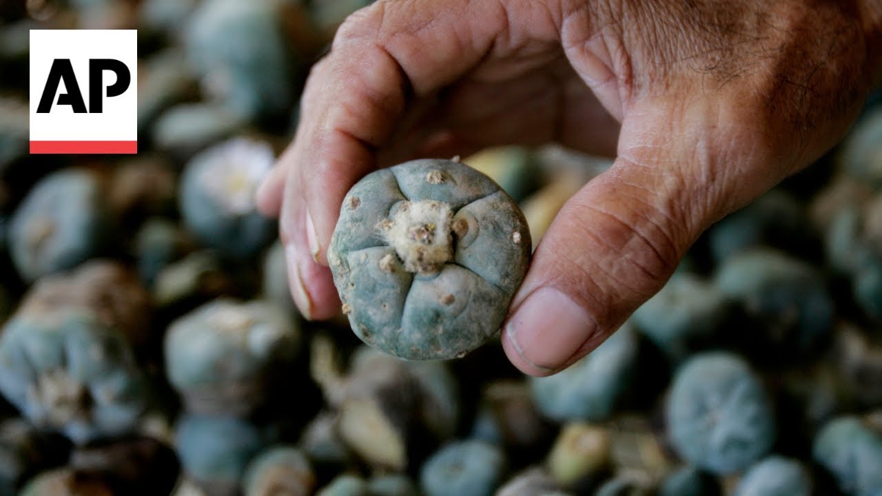 Sacred to Indigenous people, peyote is threatened by psychedelic ...