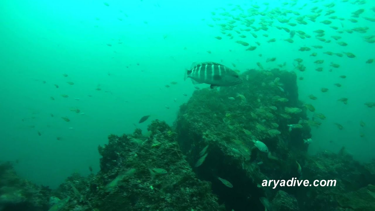 능성어(Epinephelus septemfasciatus)~ Convict grouper,Sevenband grouper ...