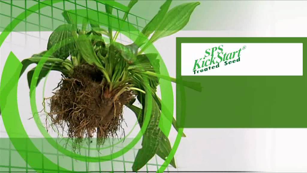 Tonic Plantain from Agricom is ideal to boost sheep, beef and dairy ...