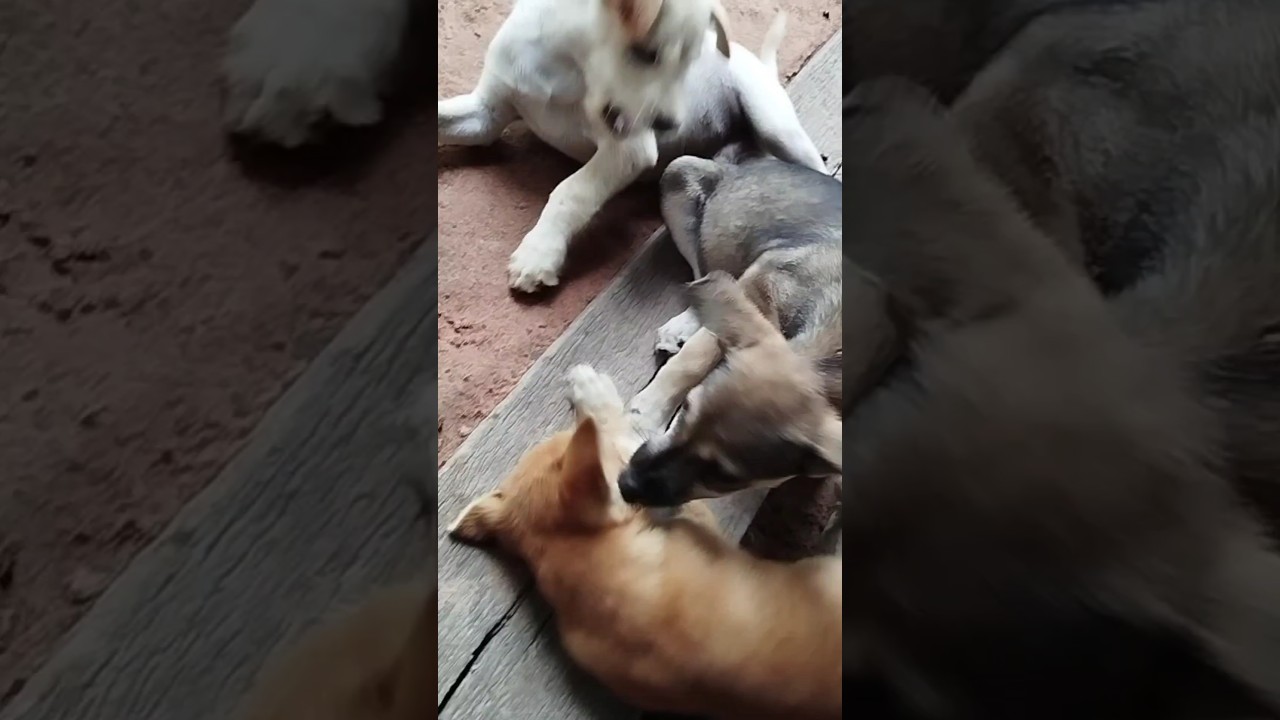 Dog cute puppy baby ♥️🤯😍 - YouTube