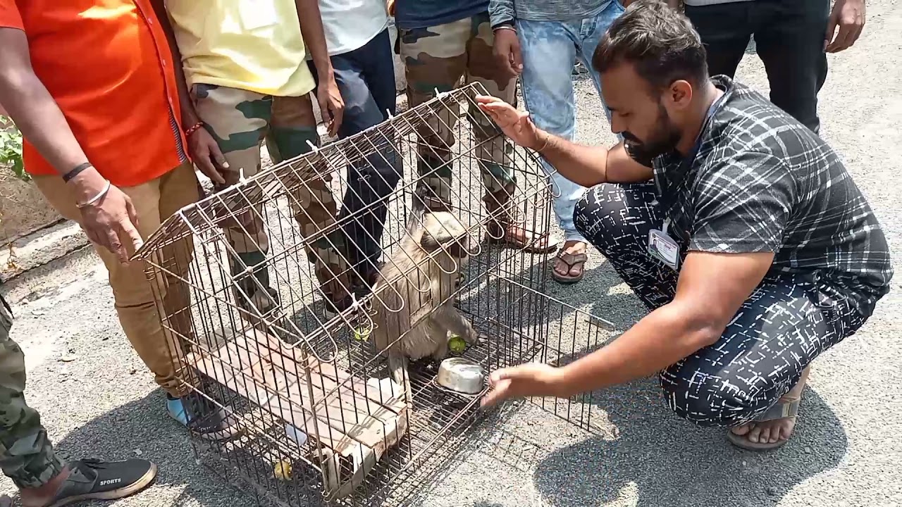 Monkey 🐒 Rescue And Release - YouTube