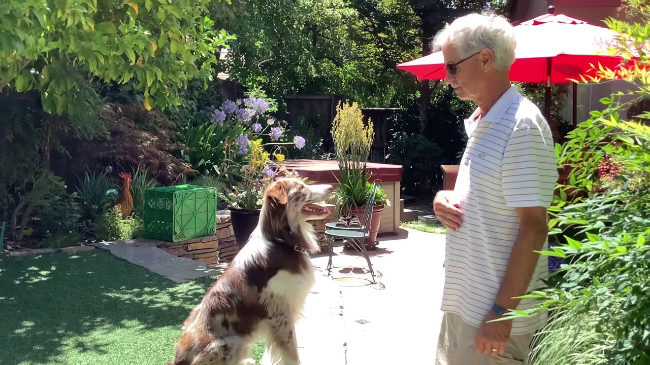Fergus doing his AKC Novice trick dog test - YouTube