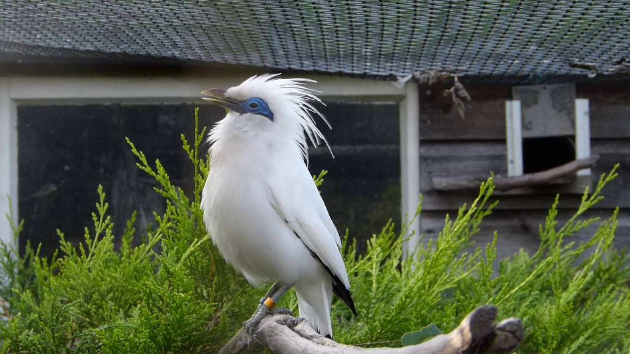 balispreeuw balts (leucopsar rothschildii) - YouTube