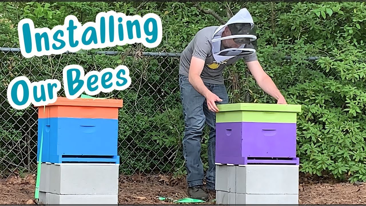 Moving Bees from Nuc Box to Hive | Our Beekeeping Adventure - YouTube
