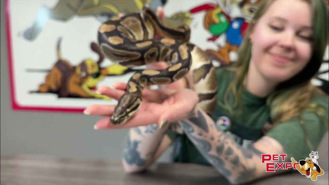 Snakes with Samantha: Ranger, the Ball Python - YouTube