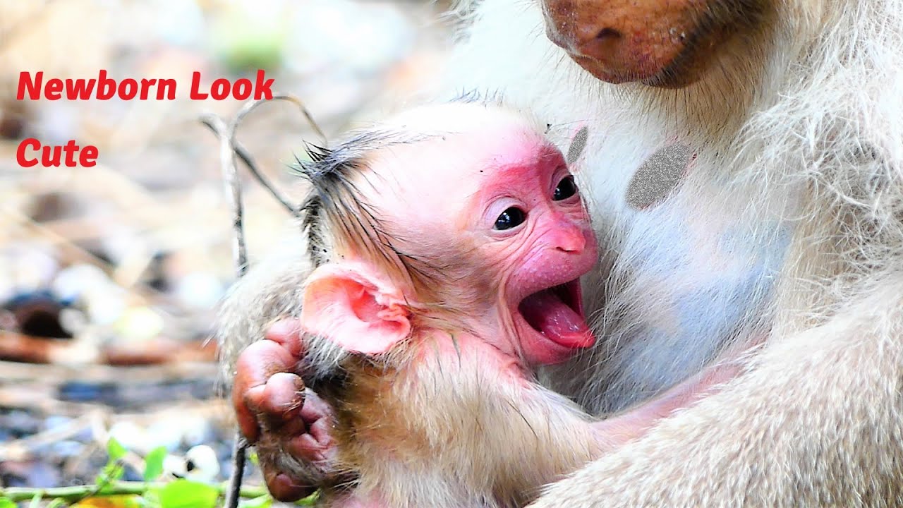 Ah Newborn Baby Of Mommy Rozy Looks Really Cute, Rozy Warms Baby ...