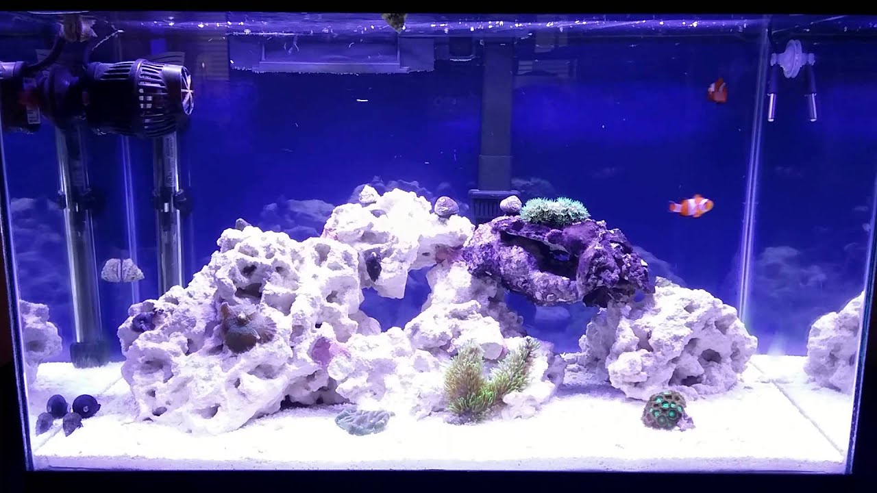 How to setup a 10 gallon nano reef tank, day 27 - YouTube