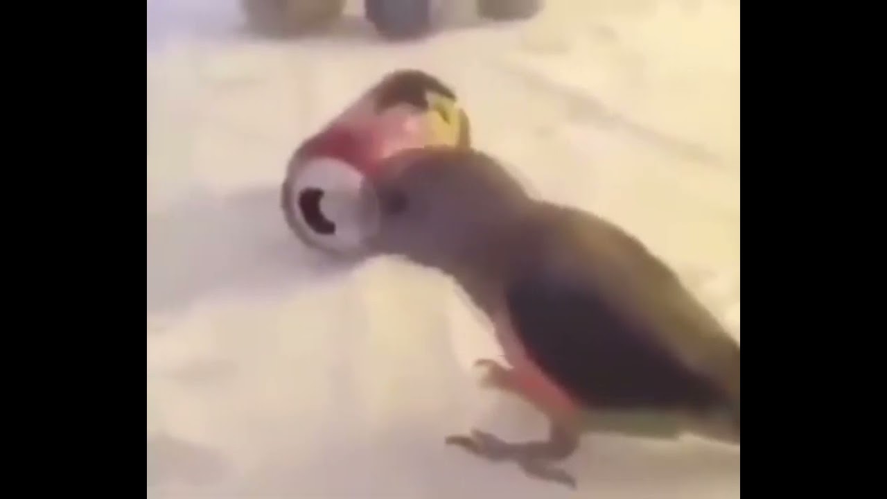 Bird throw can and dance 10 hours - YouTube